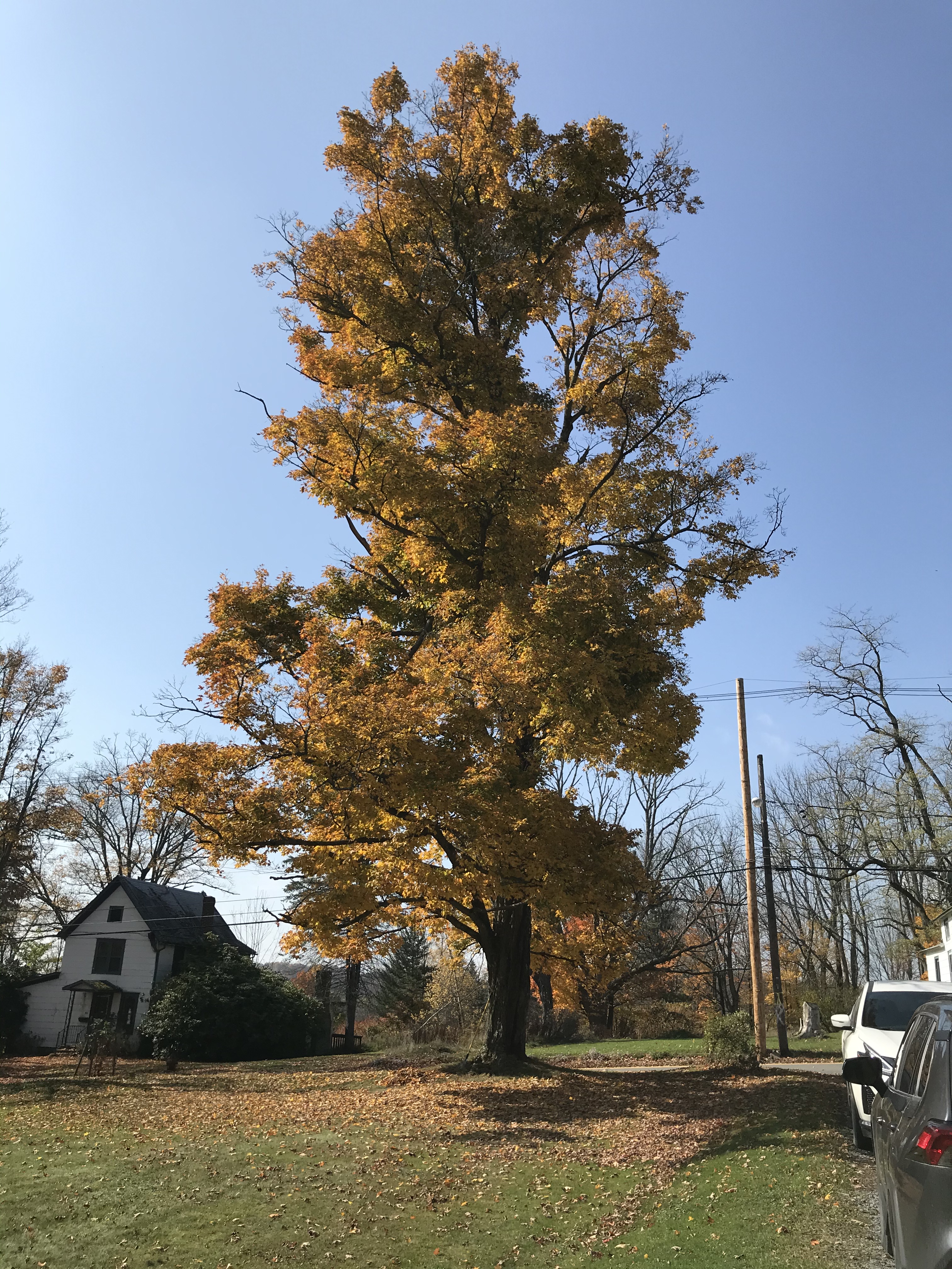 Notes on the Passing of a Tree – The White Whale